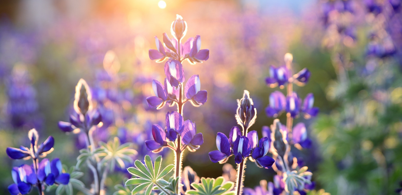 Niezwykła symbioza roślin motylkowatych z bakteriami brodawkowymi i jej ...
